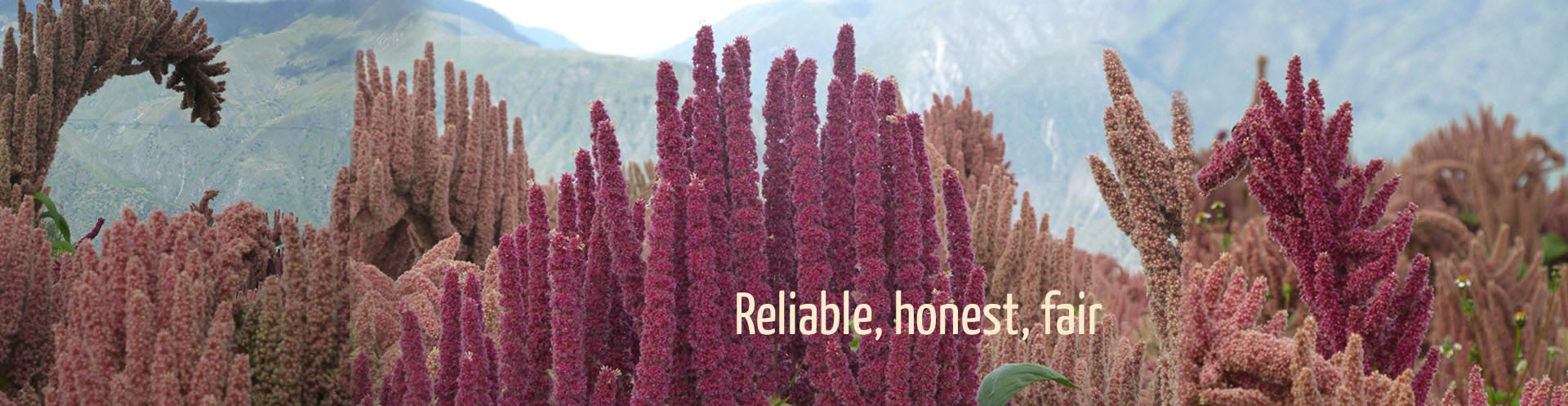 Delphi Organic slider_home_en_1 - Delphi Organic