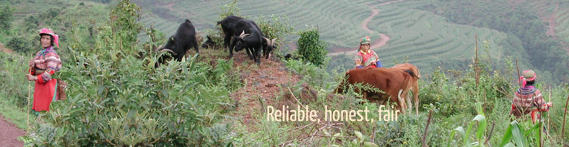 Delphi Organic slider_home_en_3 - Delphi Organic